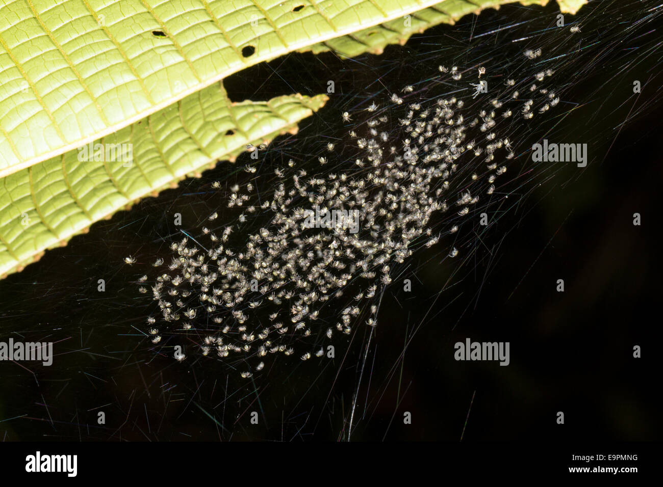 Newly hatched spiderlings in a web in the rainforest understory ...