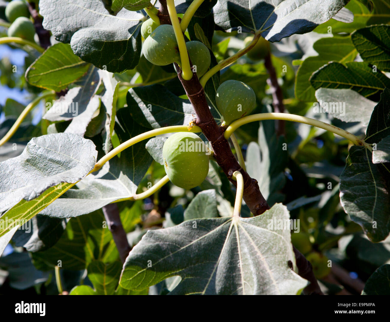 Fig tree in the Greek Island of Aegina, Greece Stock Photo - Alamy
