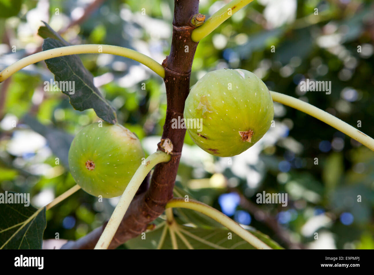 Fig tree fruit hi-res stock photography and images - Alamy