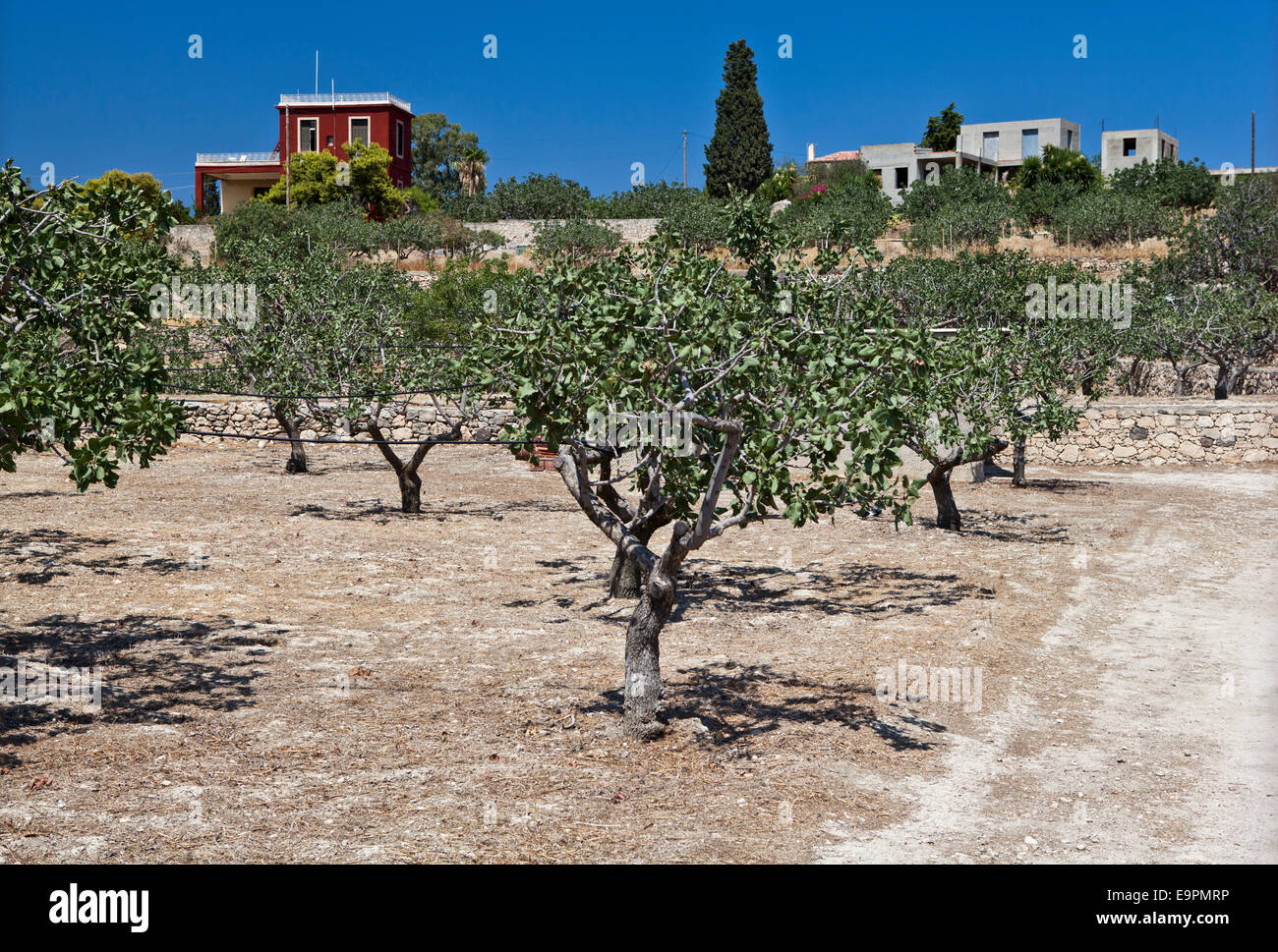 Pistachio greece hi-res stock photography and images - Alamy