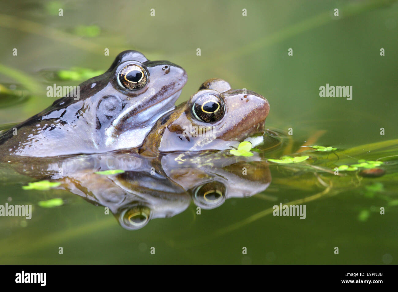 Common Frog - Rana temporaria Stock Photo - Alamy