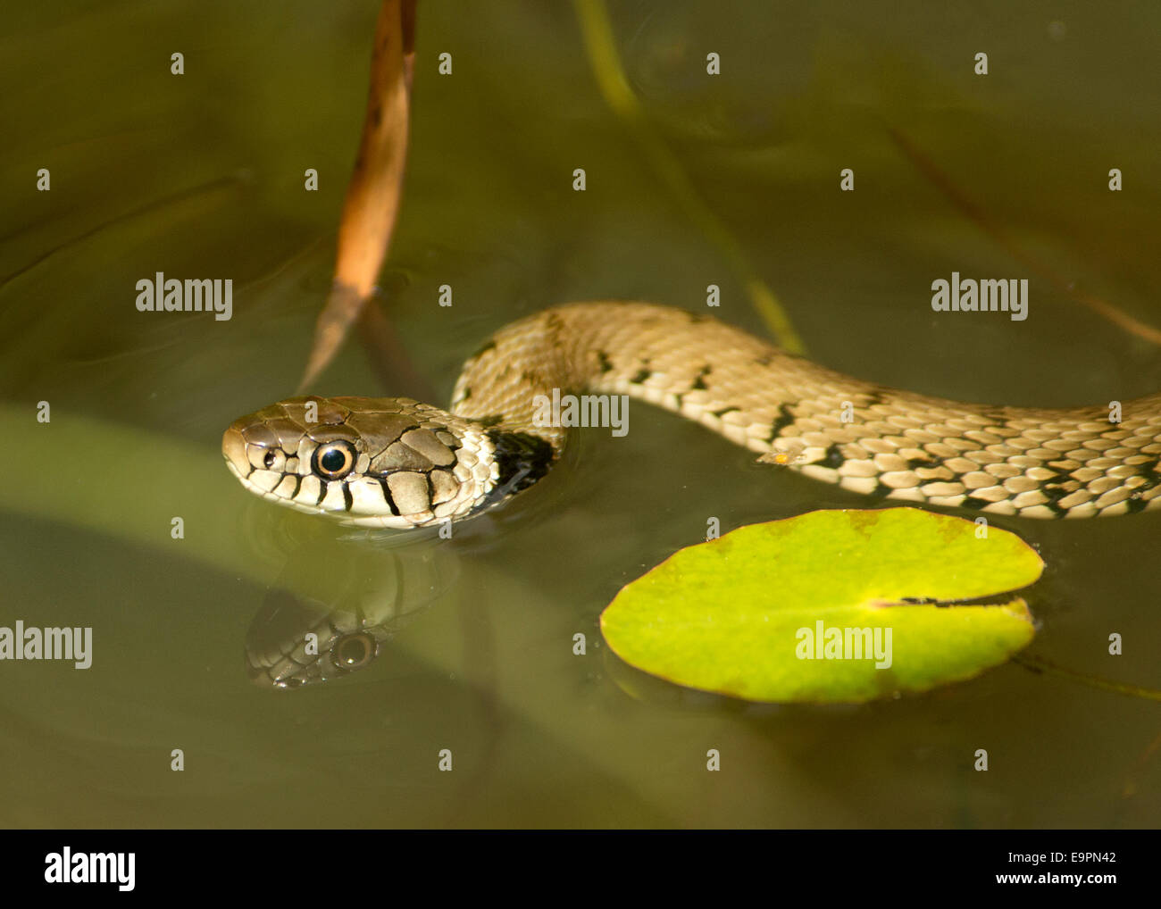 Grass Snake - Natrix natrix Stock Photo - Alamy Grass Snake - Natrix natrix Stock Photo - Alamy