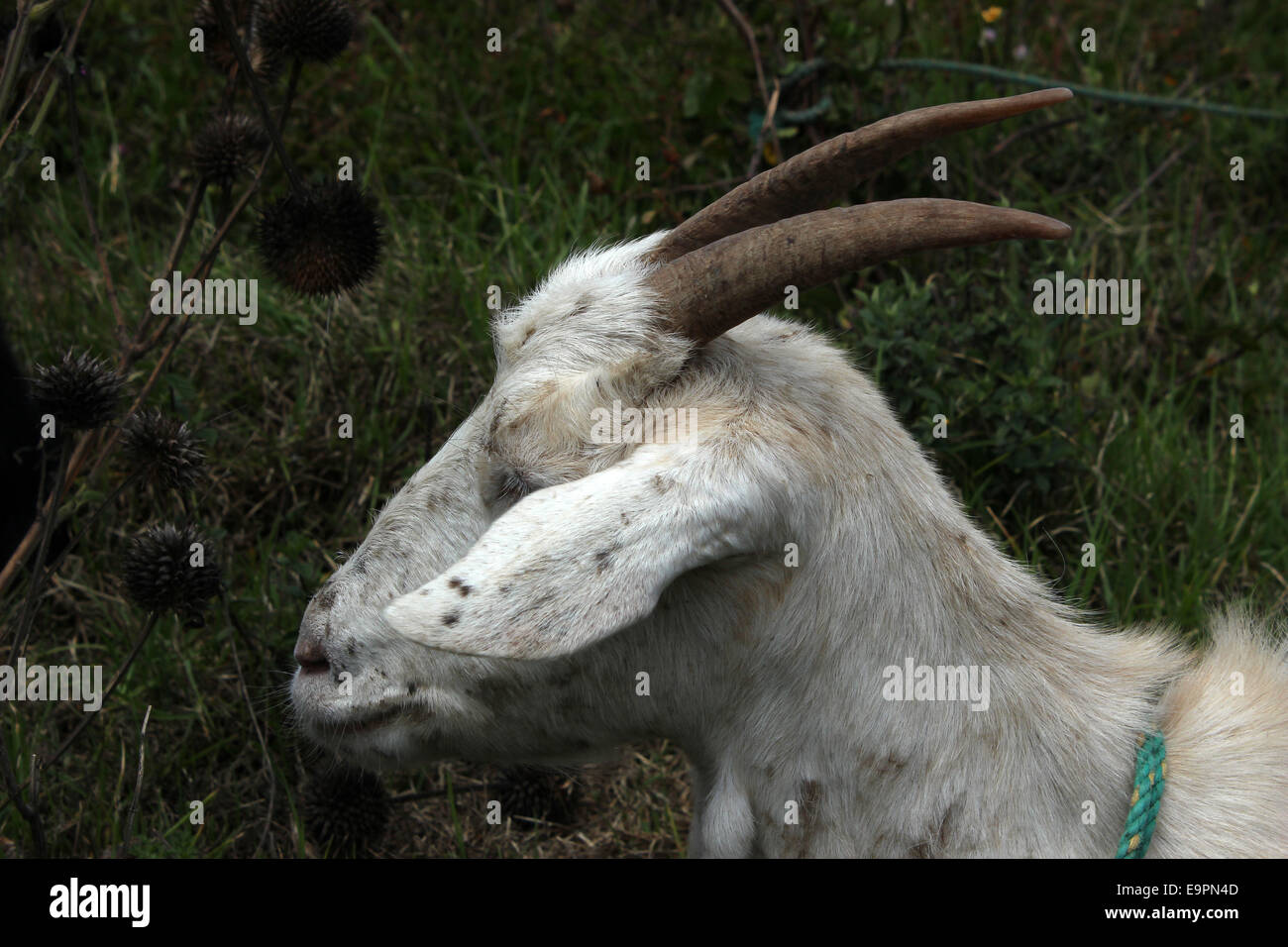 A white goat standing in a pasture on a farm in Cotacachi, Ecuador ...