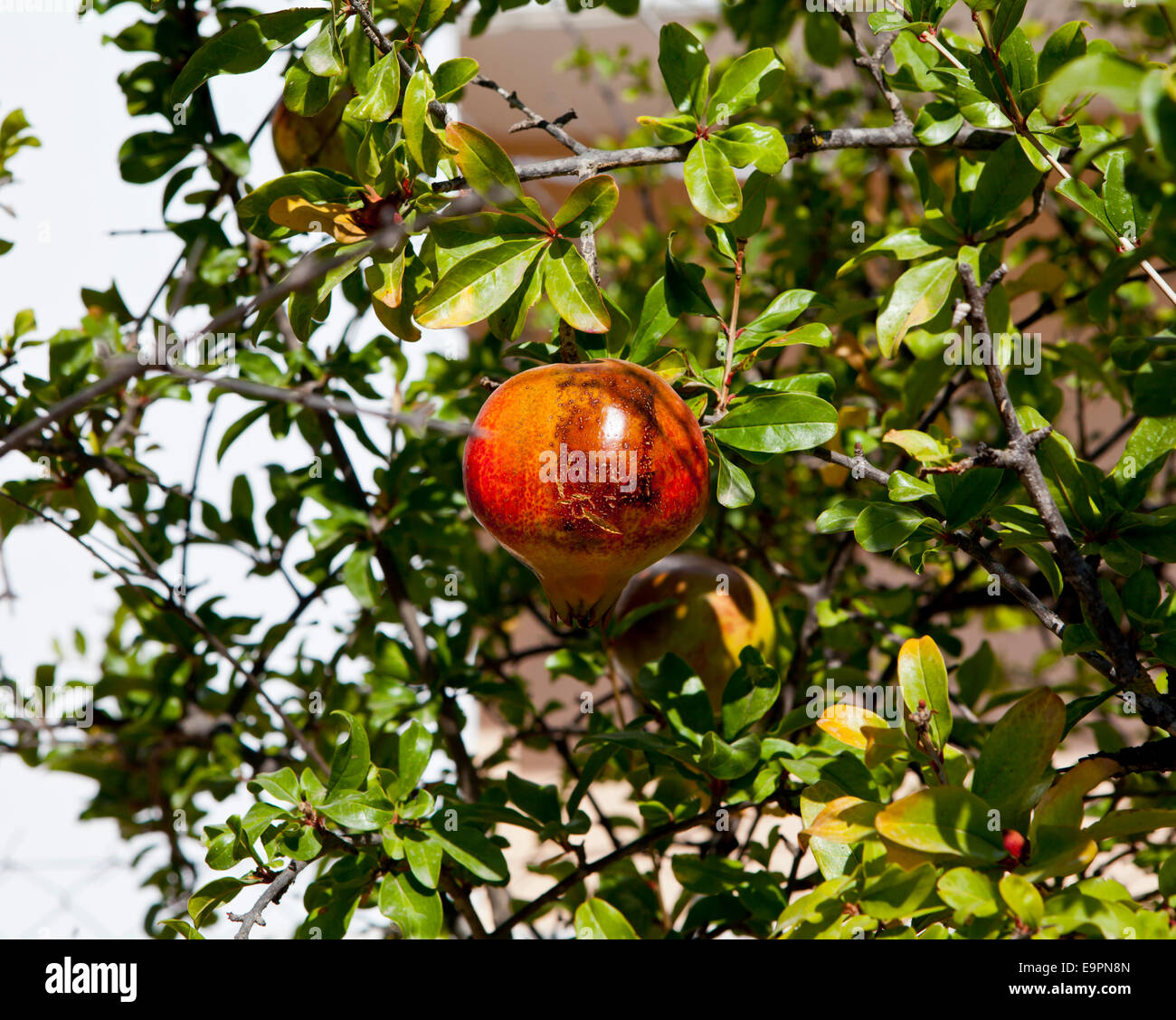 Pomegranate tree in the Greek Island of Aegina, Greece Stock Photo - Alamy
