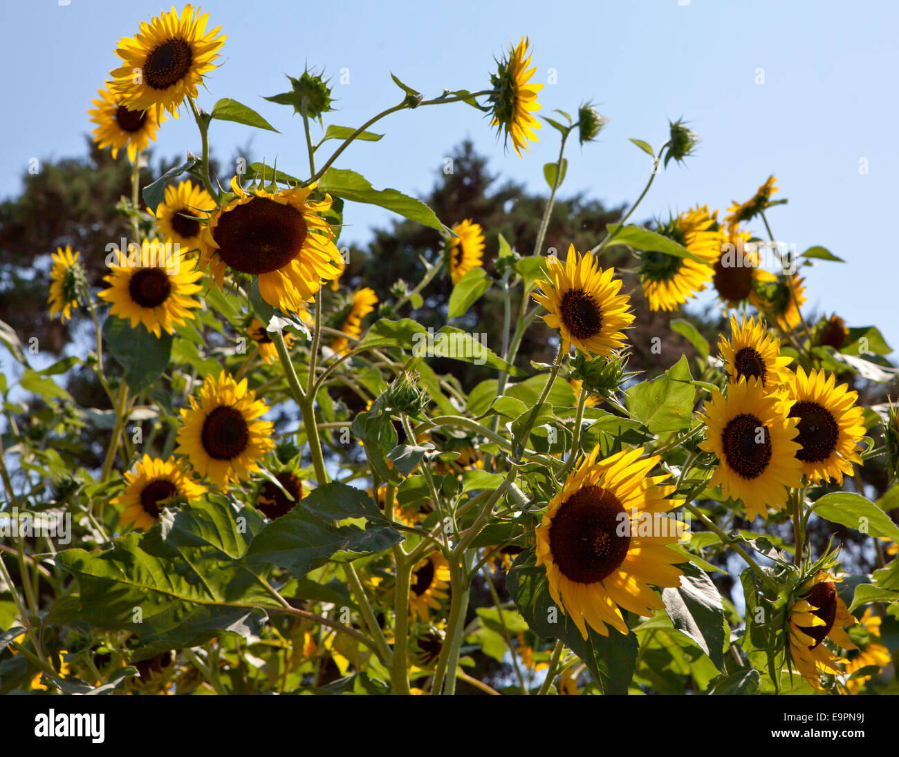 Sunflowers in the Greek Island of Aegina, Greece Stock Photo - Alamy