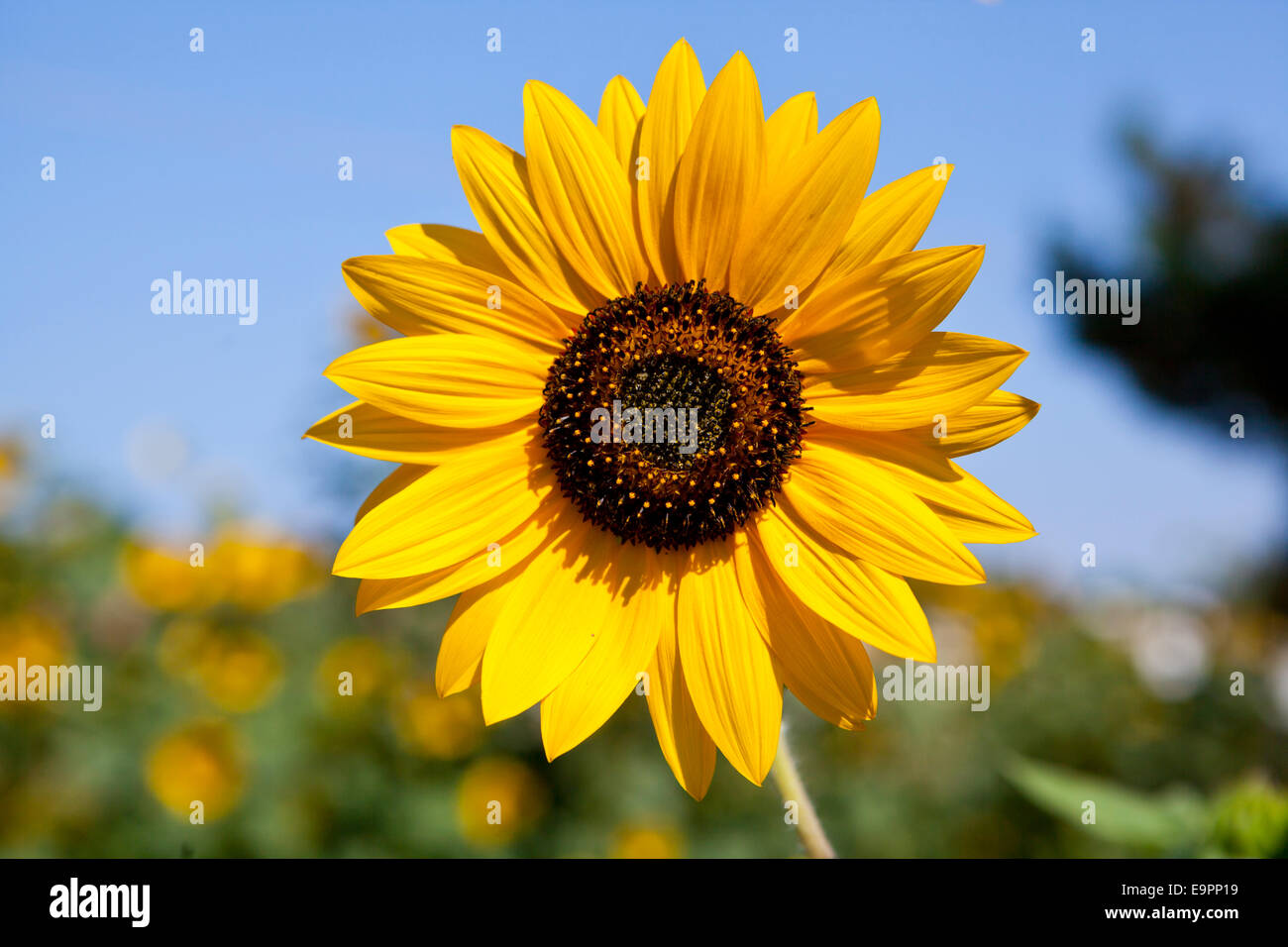 Sunflowers in the Greek Island of Aegina, Greece Stock Photo - Alamy