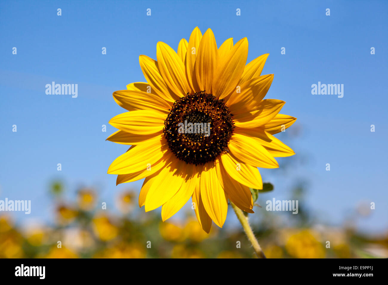 Sunflowers in the Greek Island of Aegina, Greece Stock Photo - Alamy