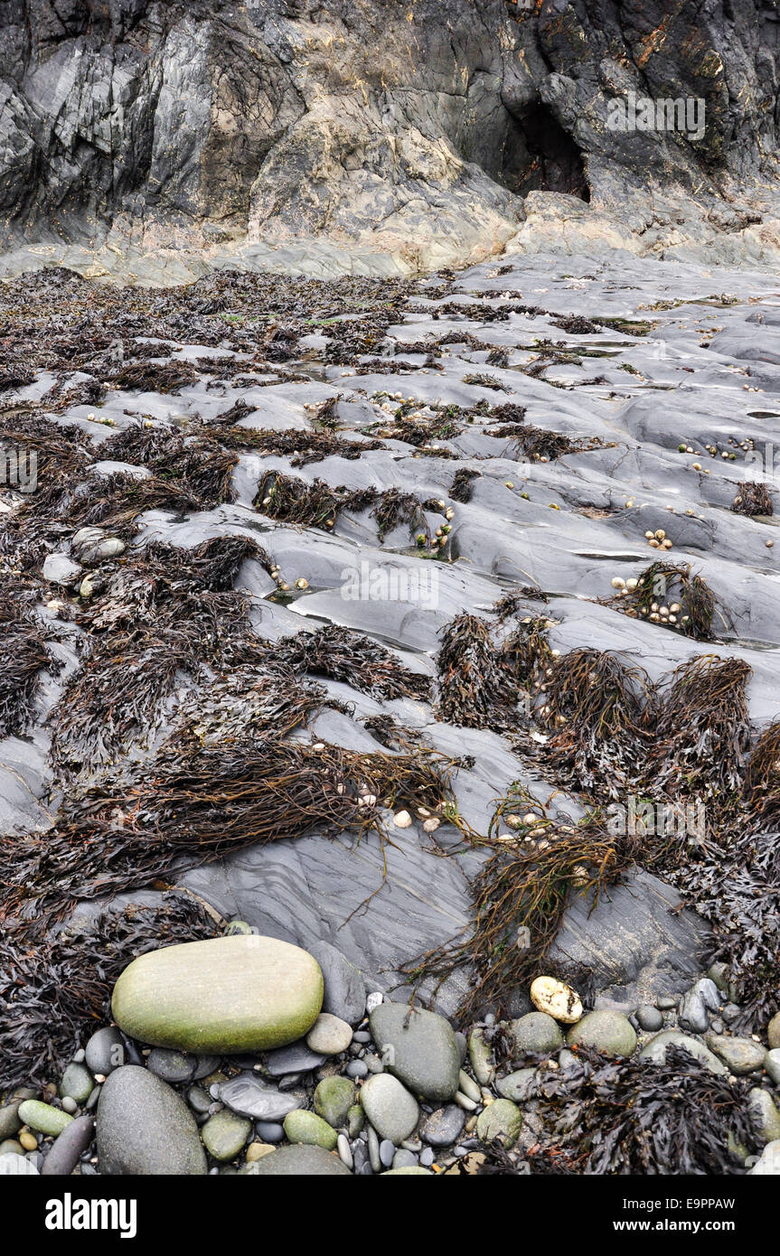 Rocks covered with seaweed hi-res stock photography and images - Alamy