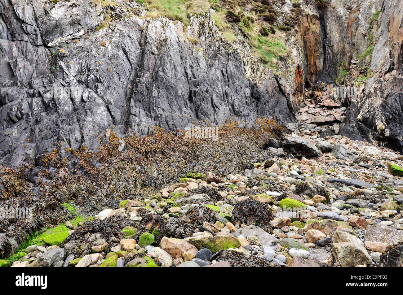 Colourful rocks at Trefin, Pembrokeshire, Wales showing interesting ...