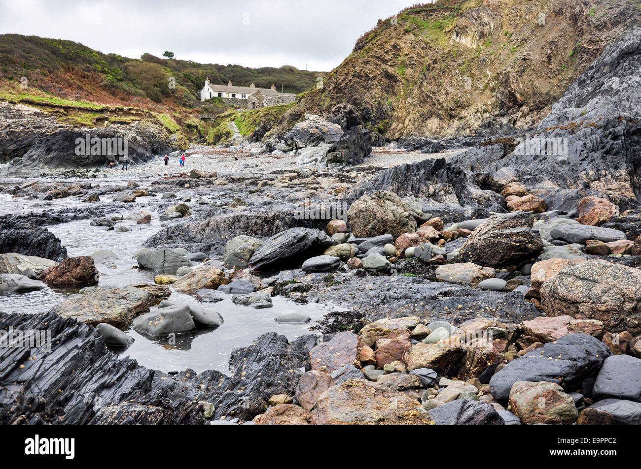The beach at Trefin with rocks and rock pools. Pembrokeshire coast ...
