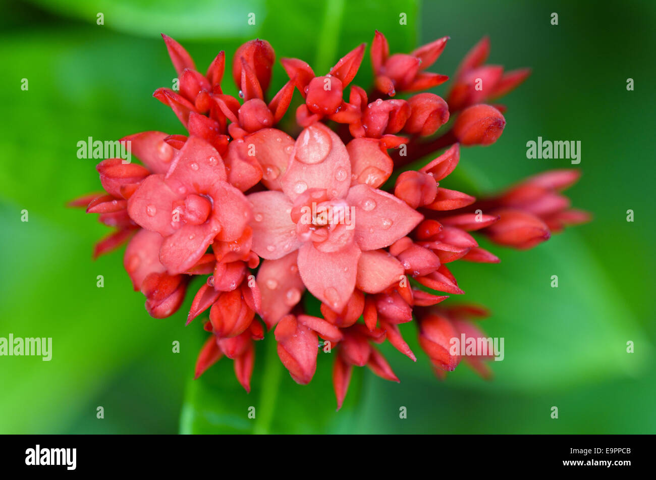 Red jasmine flower hi-res stock photography and images - Alamy