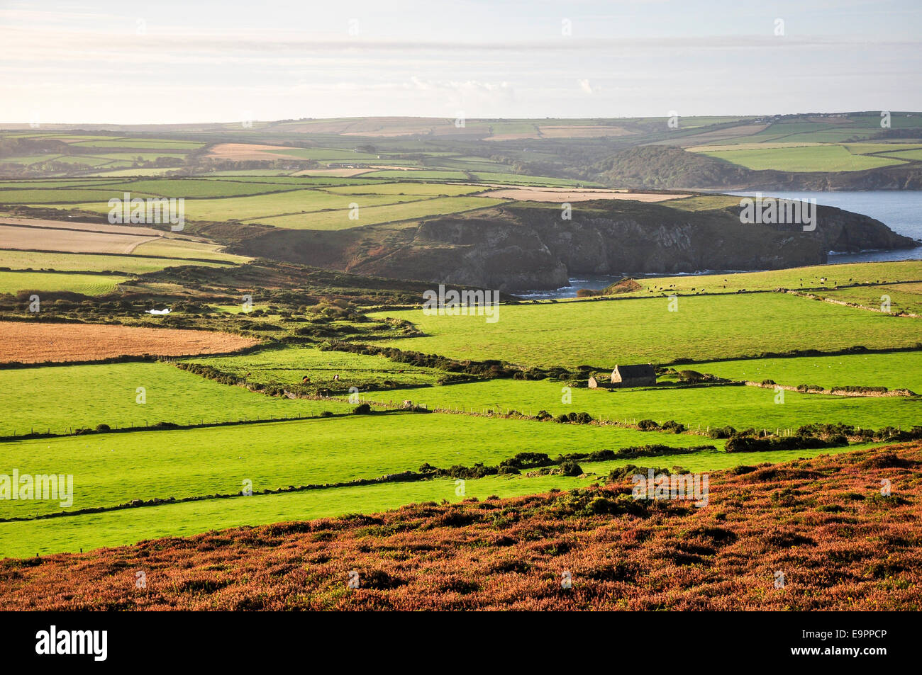 Green fields near Trefasser in Pembrokeshire with view to the rugged ...