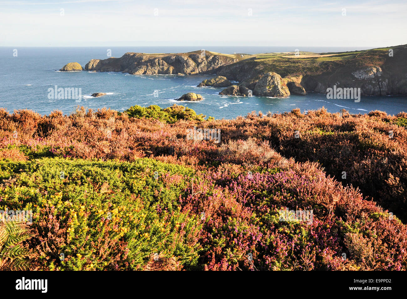 Heather and gorse on the coastal path near Pwll Deri in Pembrokeshire ...