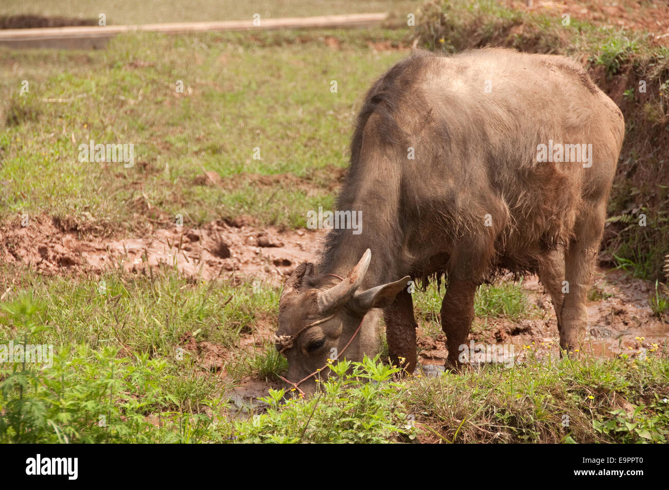 A water buffalo grazing, Buyi village, Guizhou Province, China Stock ...