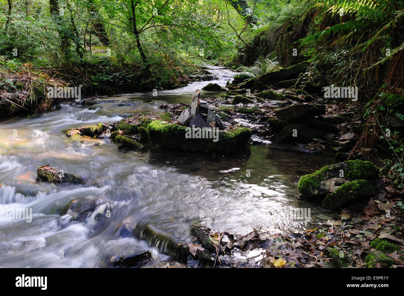 River Trevillet running through St Nectans Glen Tintagel Cornwall ...