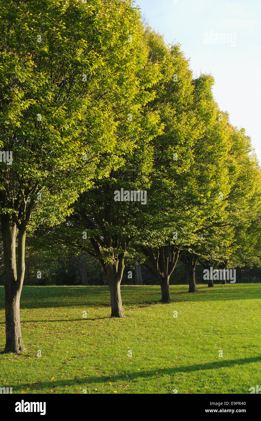Season trees in row hi-res stock photography and images - Alamy