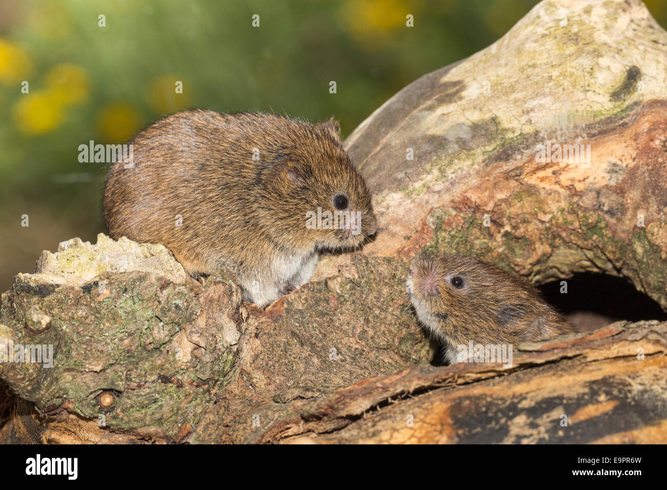 Short Tailed Field Vole Microtus High Resolution Stock Photography and ...
