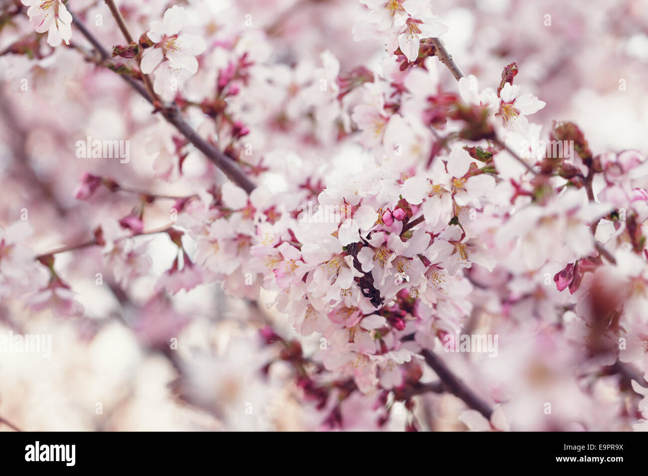 japan cherry sakura flowers in bloom, closeup photo Stock Photo - Alamy