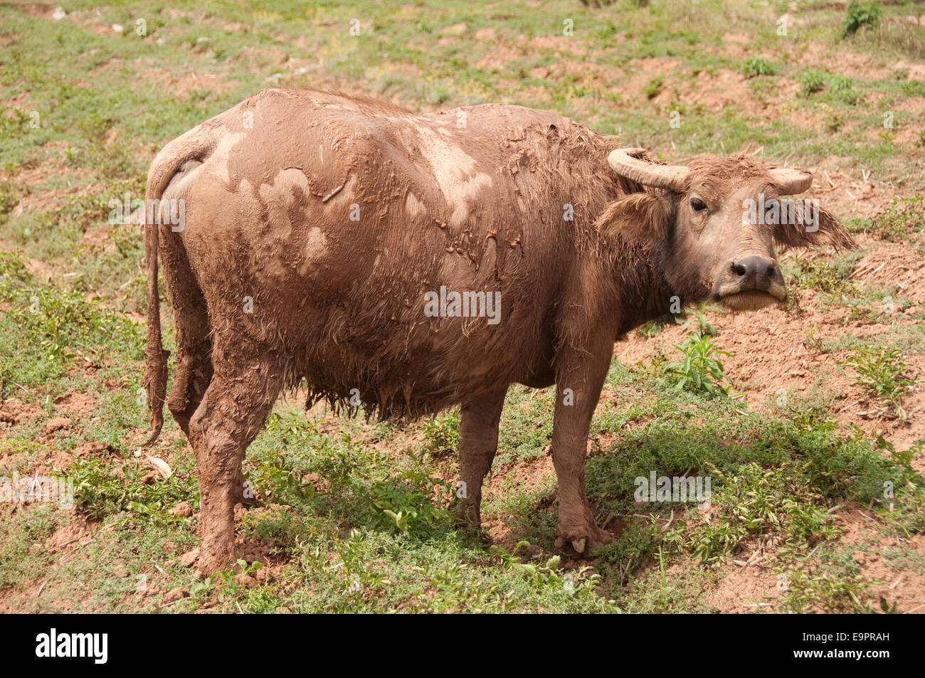 A water buffalo grazing, Buyi village, Guizhou Province, China Stock ...