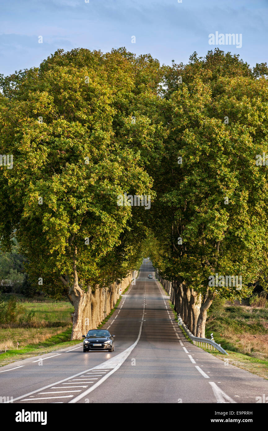 Plane trees (Platanus × acerifolia) bordering the French Route ...