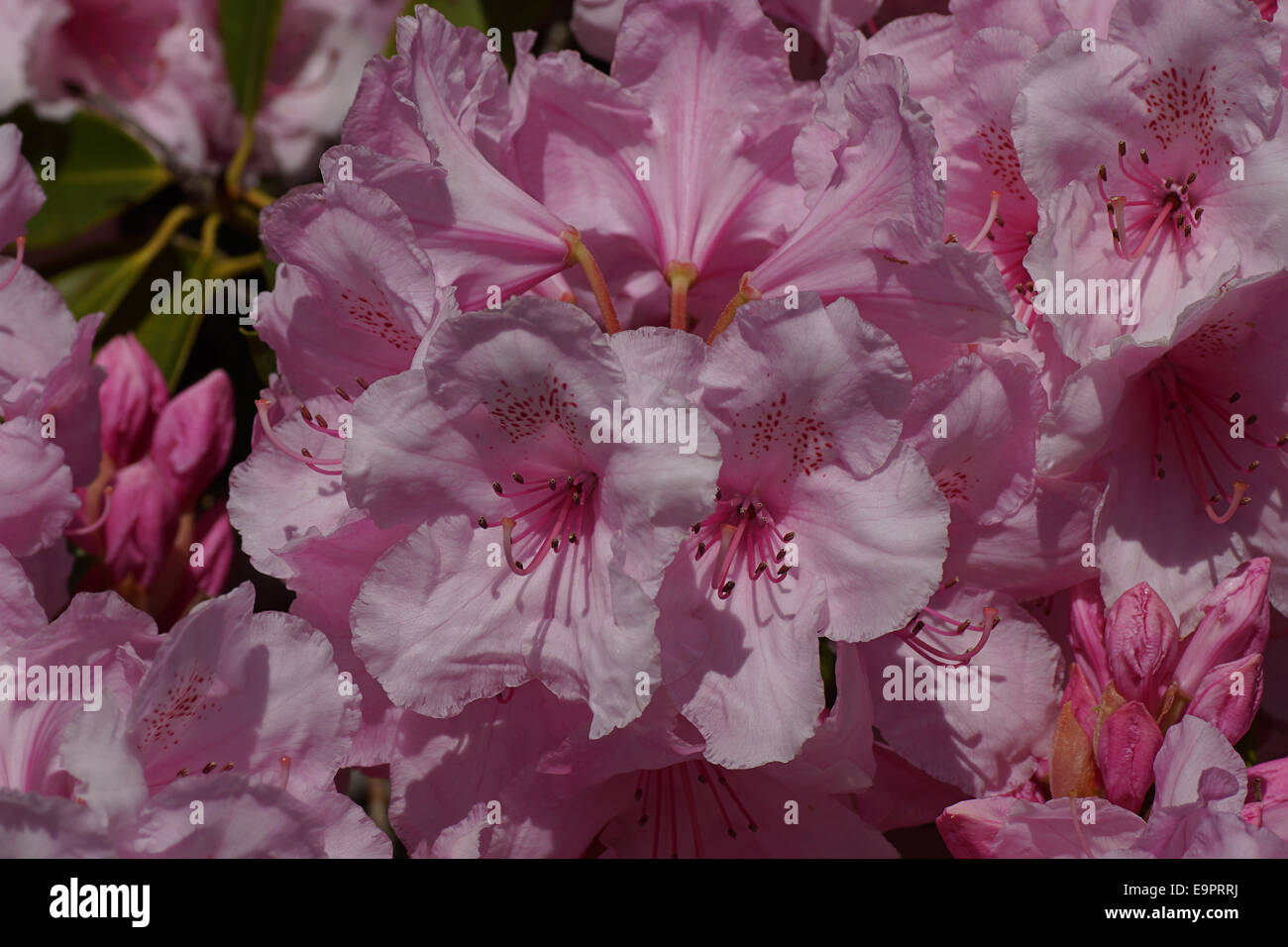 Light pink rhododendron flowers Stock Photo - Alamy