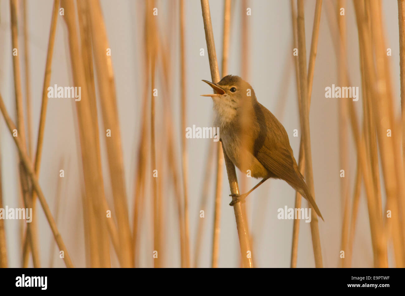 Reed Warbler [Acrocephalus scirpaceus] Singing. June. Norfolk Broads ...