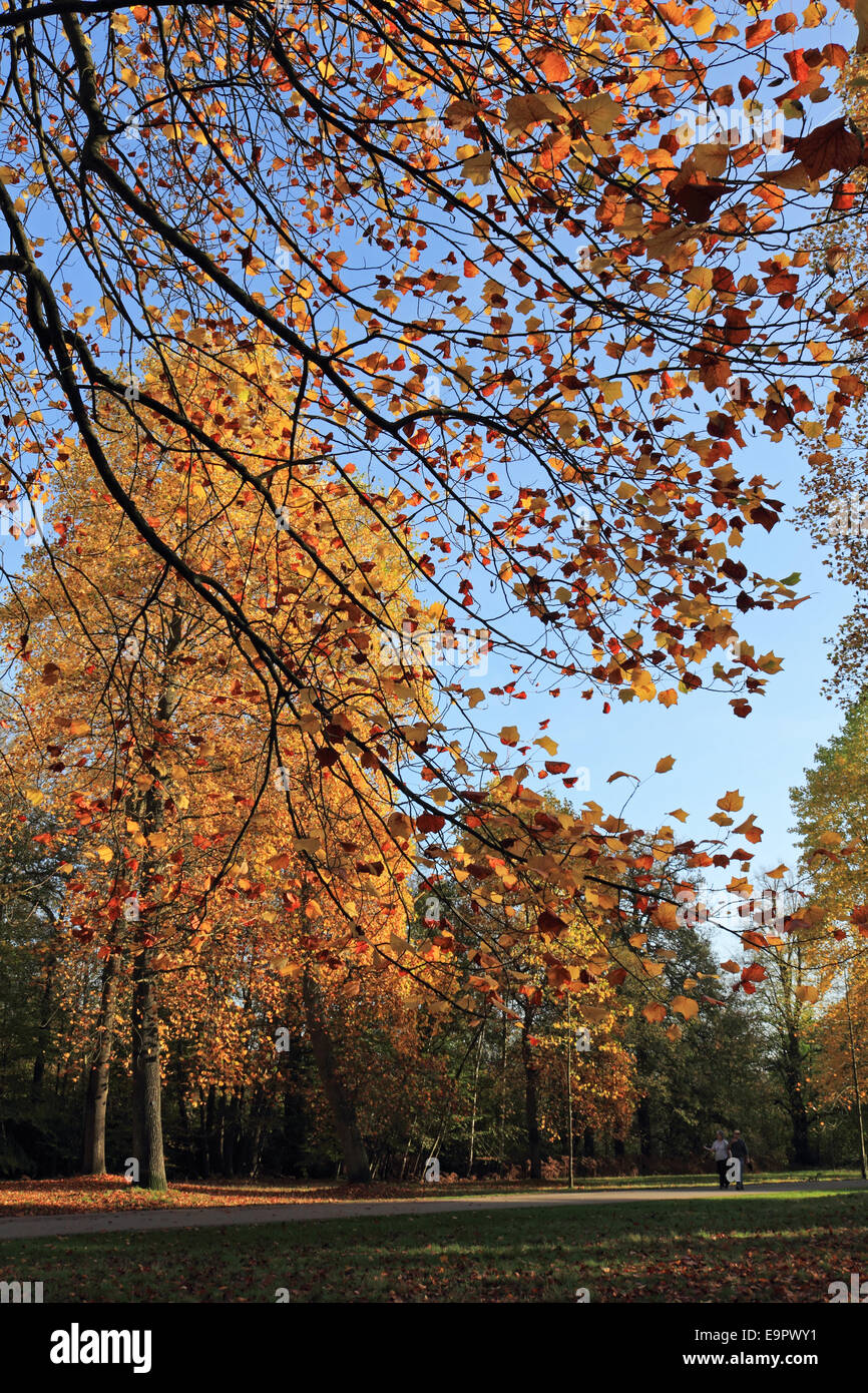 Virginia tulip tree hi-res stock photography and images - Alamy