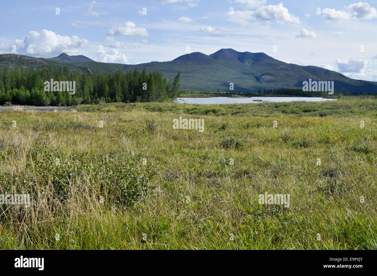 Northern landscape. Swampy plain under the blue sky with rare trees and ...