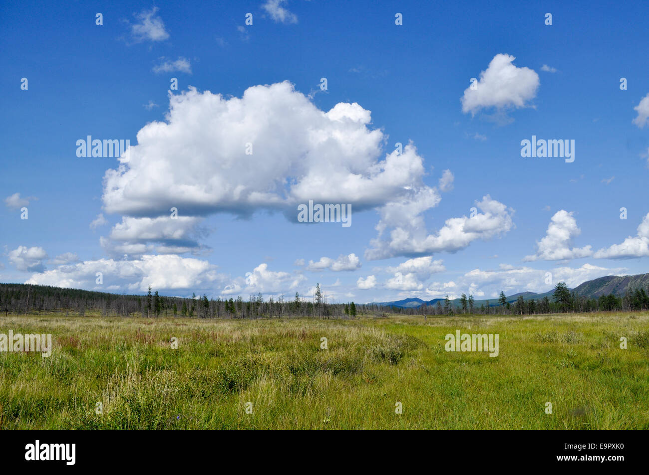 Northern landscape. Swampy plain under the blue sky with rare trees and ...