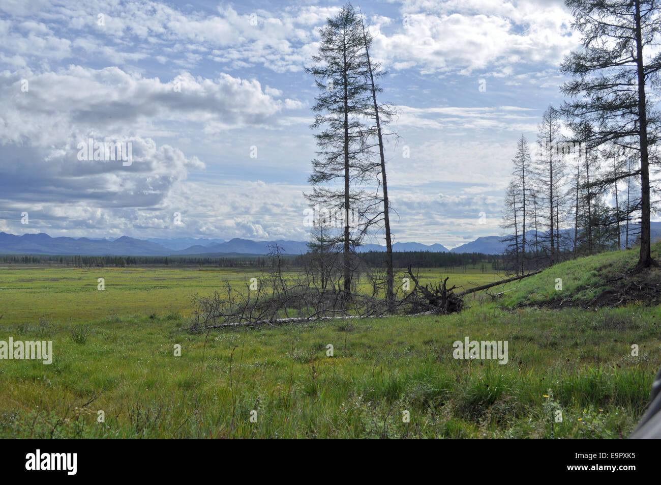 Northern landscape. Swampy plain under the blue sky with rare trees and ...