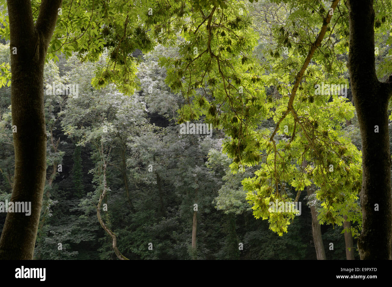 Fraxinus excelsior, European Ash tree with bunches of winged seeds ...