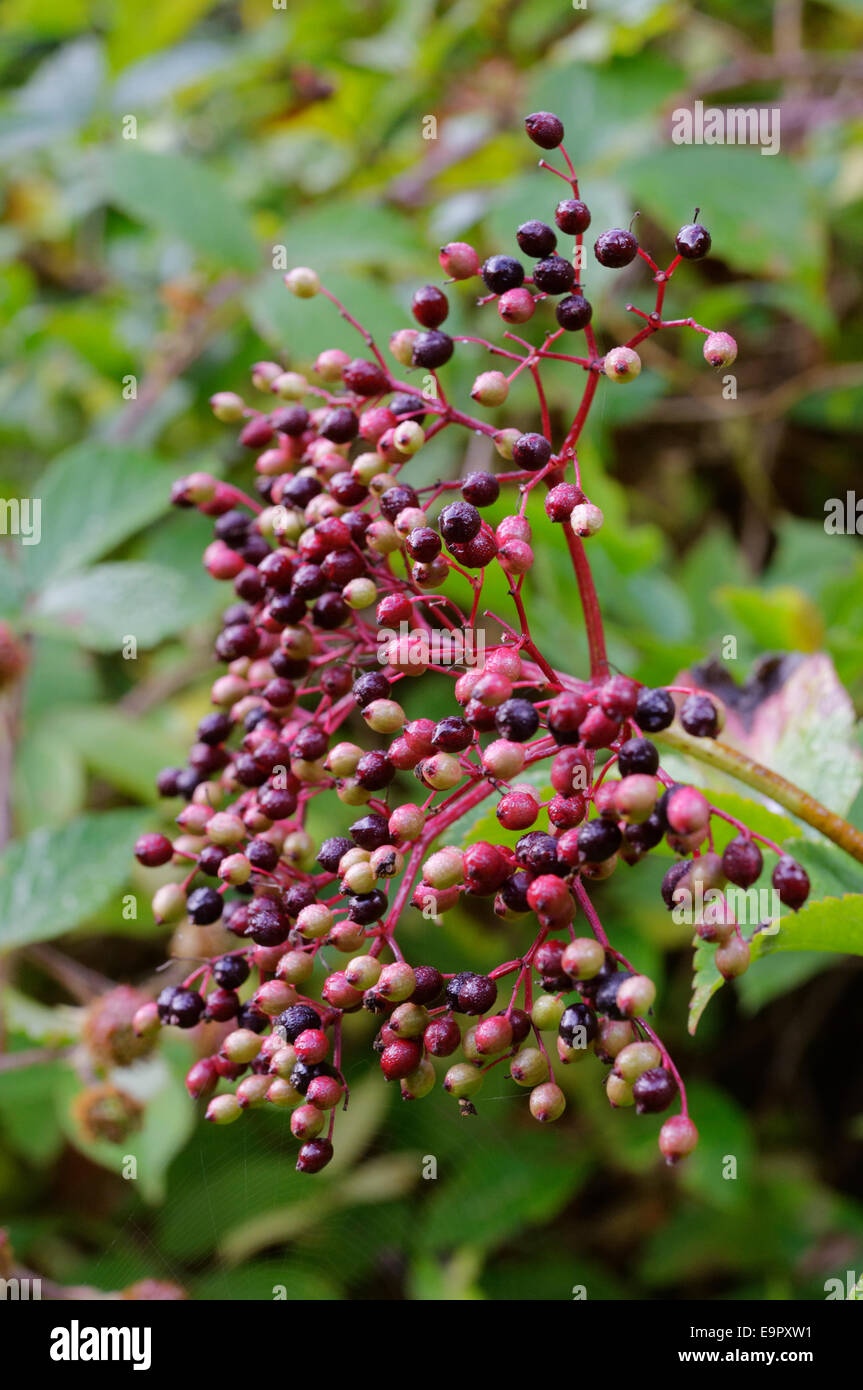 Elder sambucus uk hi-res stock photography and images - Alamy
