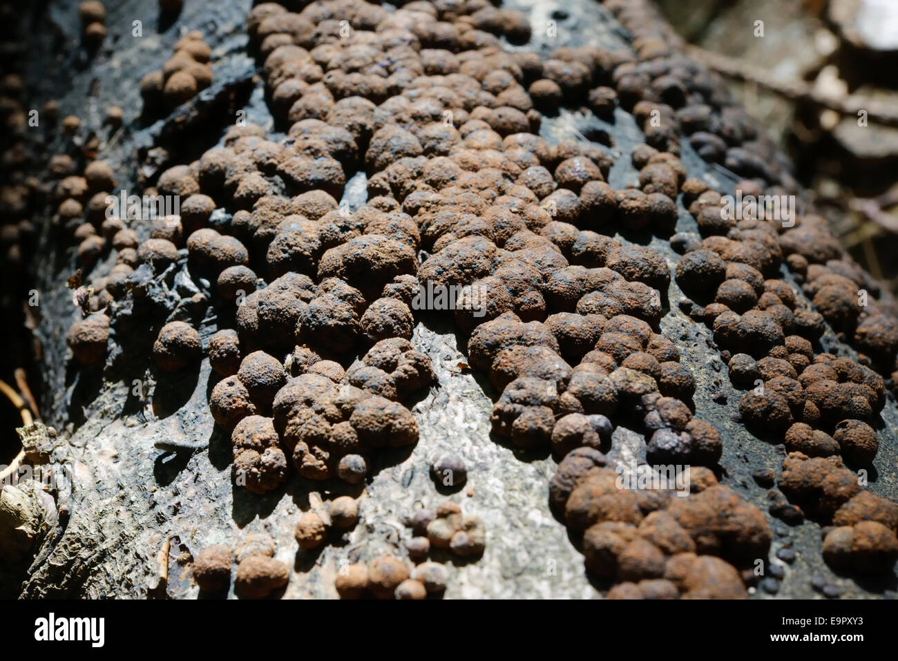 Hypoxylon fragiforme fungus growing on dead Beech wood, Wales, UK Stock ...
