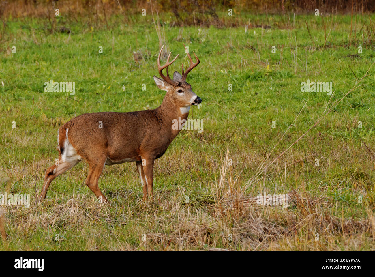 Whitetail Deer Buck standing in a field Stock Photo - Alamy