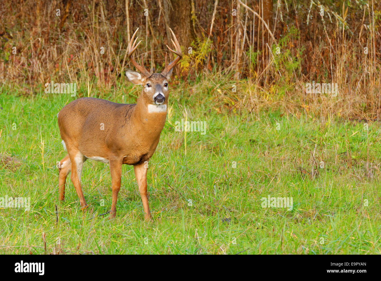 Whitetail Deer Buck standing in a field Stock Photo - Alamy