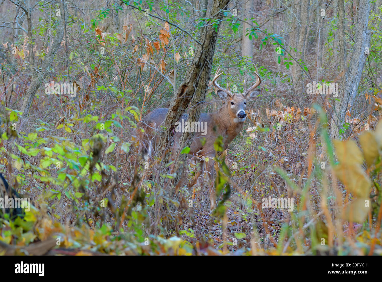Whitetail Deer Buck standing in a woods Stock Photo - Alamy
