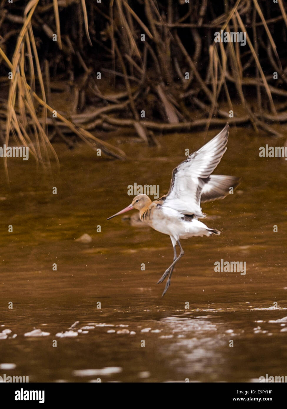 Exe Estuary Birds High Resolution Stock Photography and Images - Alamy