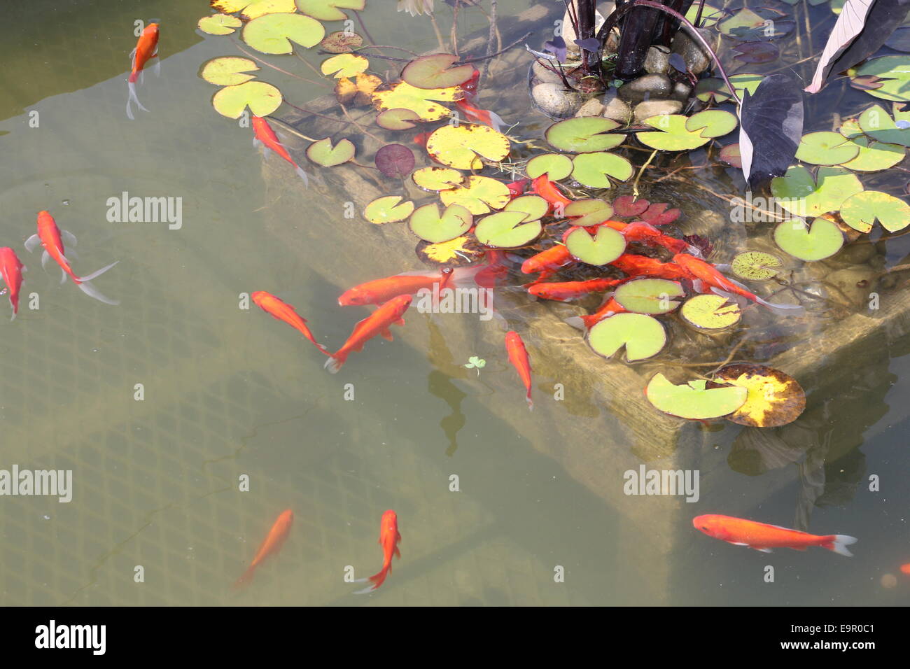 Pond goldfish swim hi-res stock photography and images - Alamy