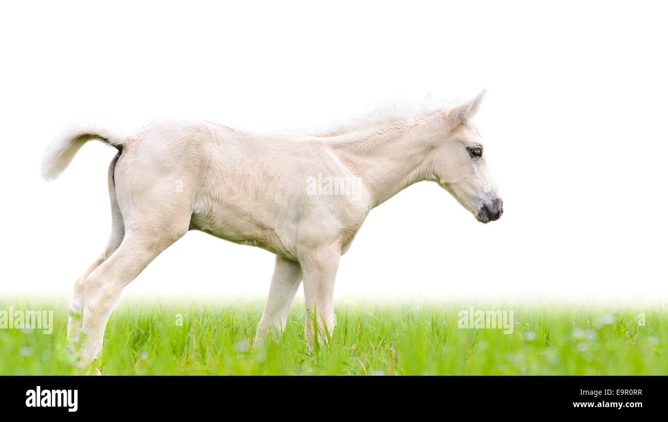 White horse foal walking in green grass on white background Stock Photo ...