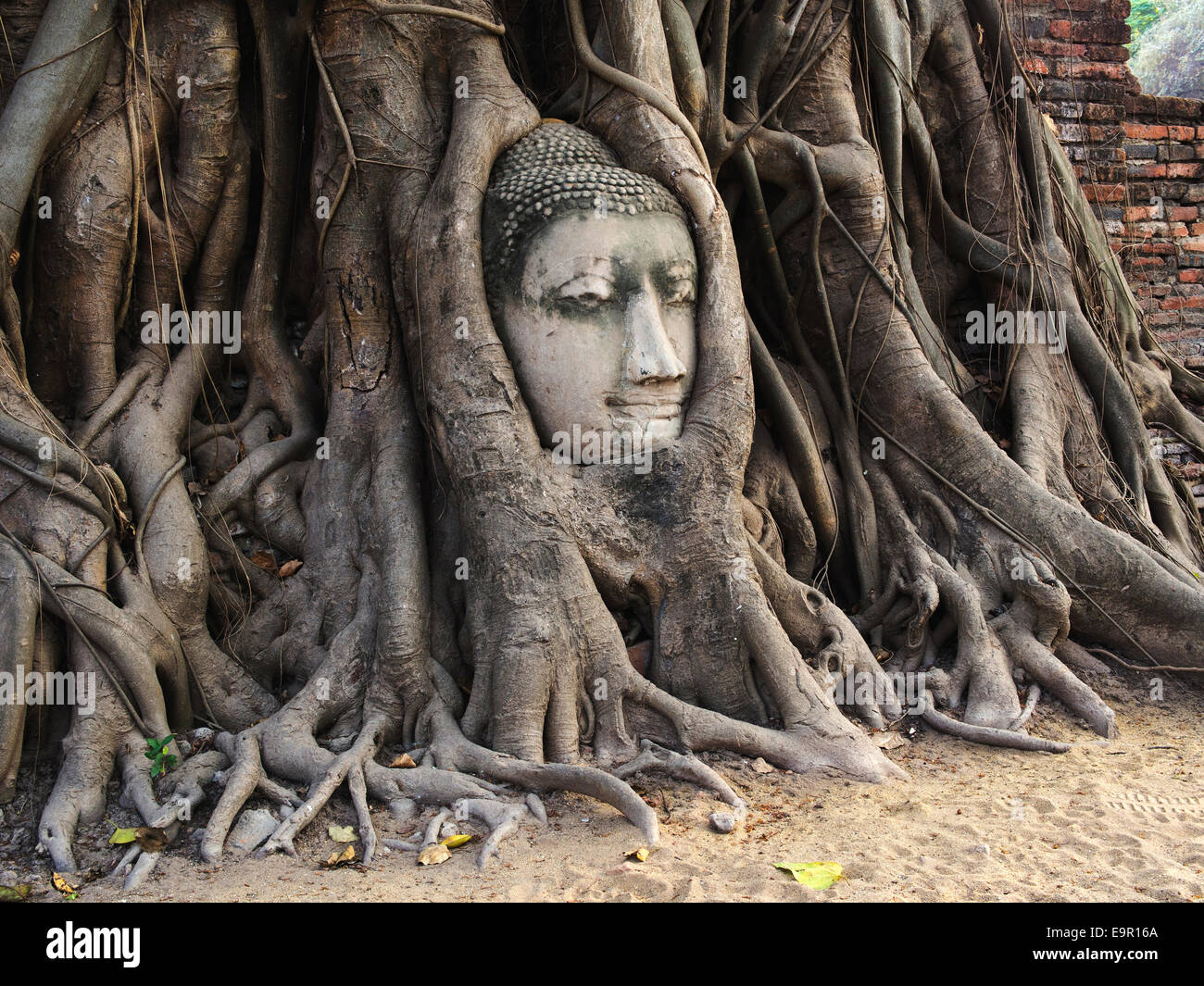 Wat mahathat buddha head in tree hi-res stock photography and images ...