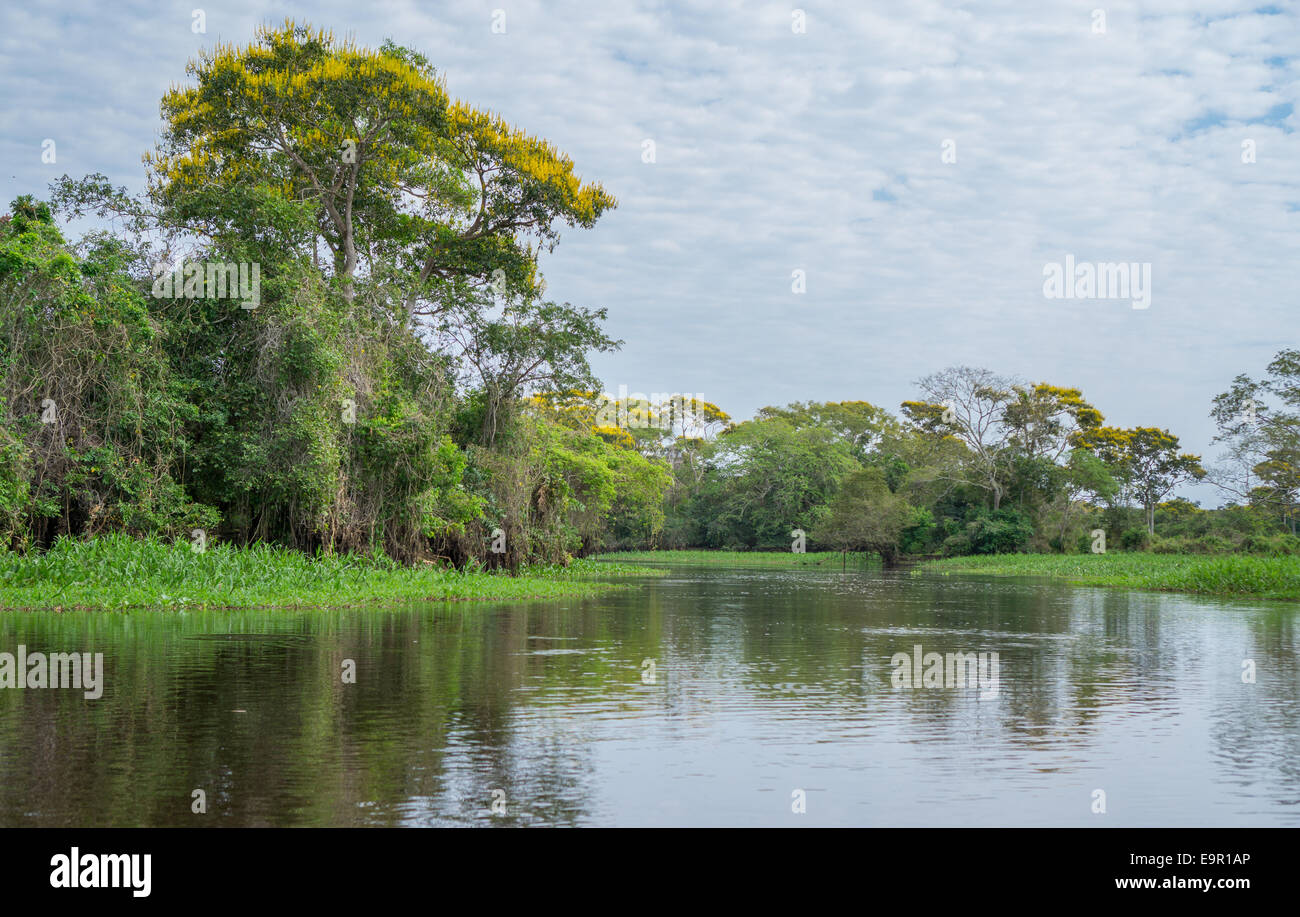 Brasil brazil brazilian rural tree hi-res stock photography and images ...