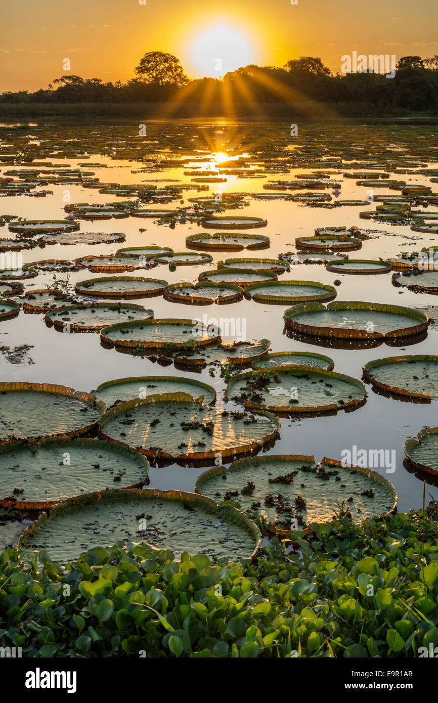Sunset in pantanal wetlands with pond, ipe trees and victoria regia ...
