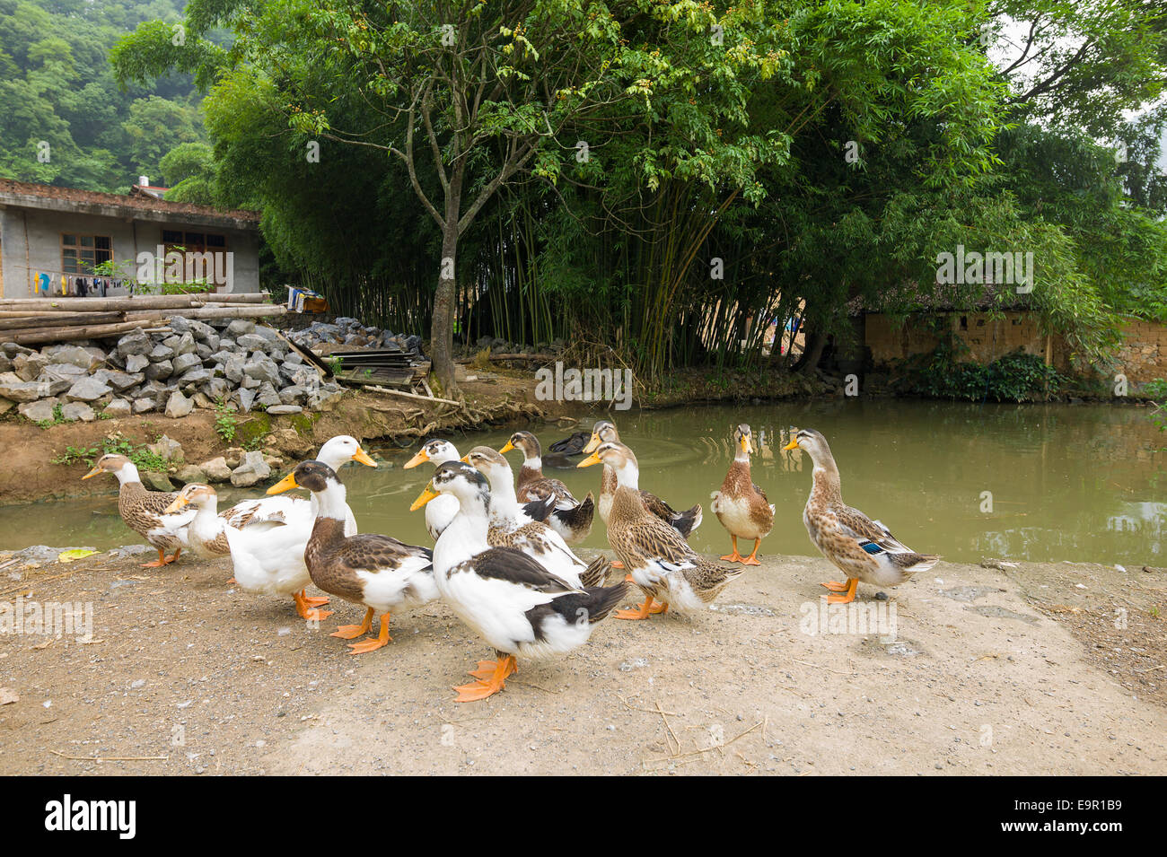 Chinese Ducks in a rural farmyard, Yangshuo, China Stock Photo - Alamy