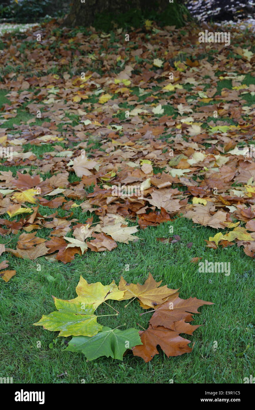 Autumn changing leaf colour in a circular shape amongst a leaf ...