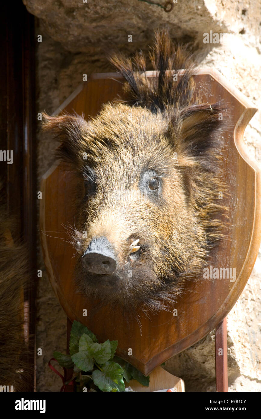 San Gimignano, Tuscany, Italy. Stuffed head of a wild boar on display ...