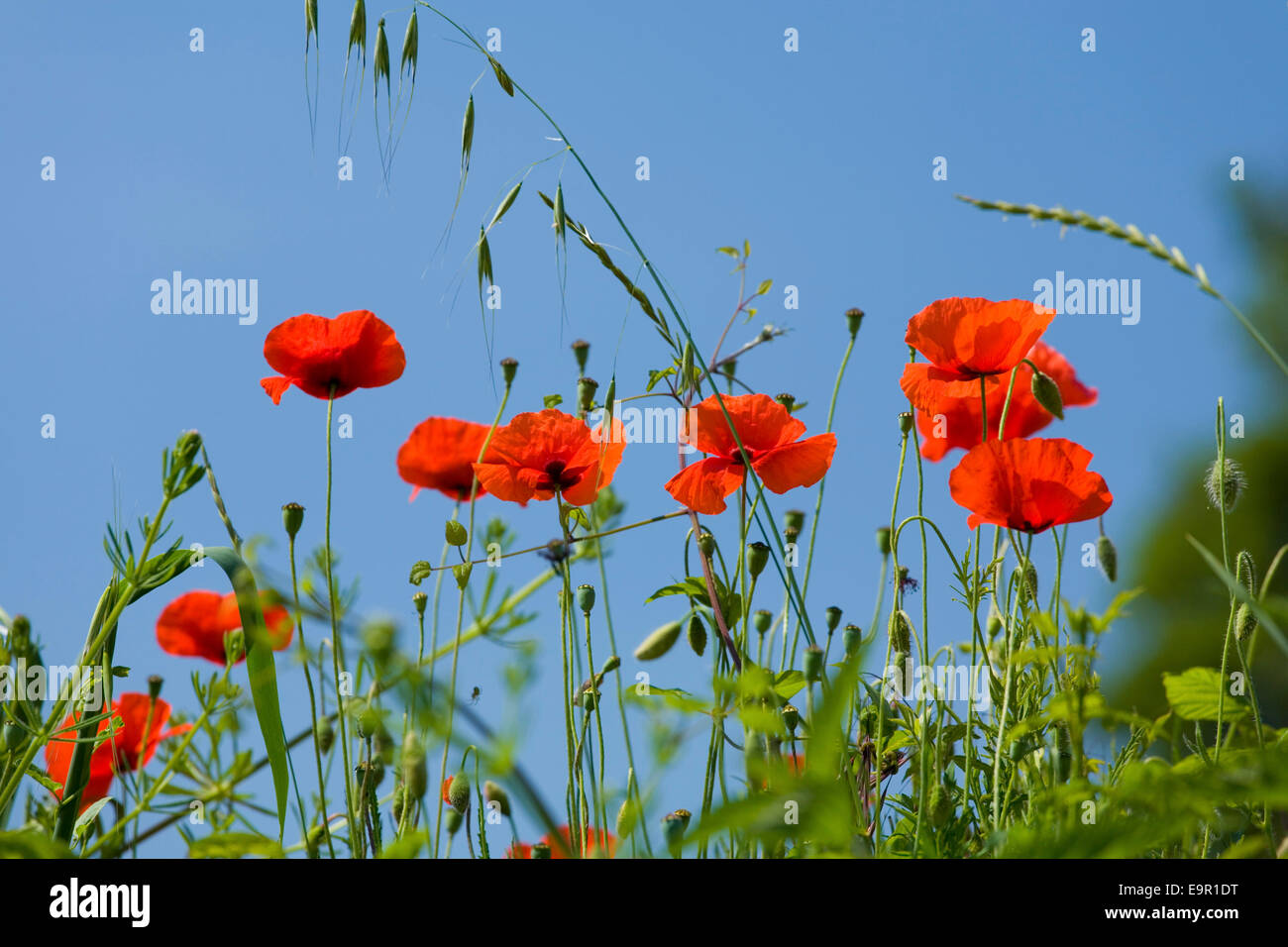 Wild flowers in tuscany italy hi-res stock photography and images - Alamy