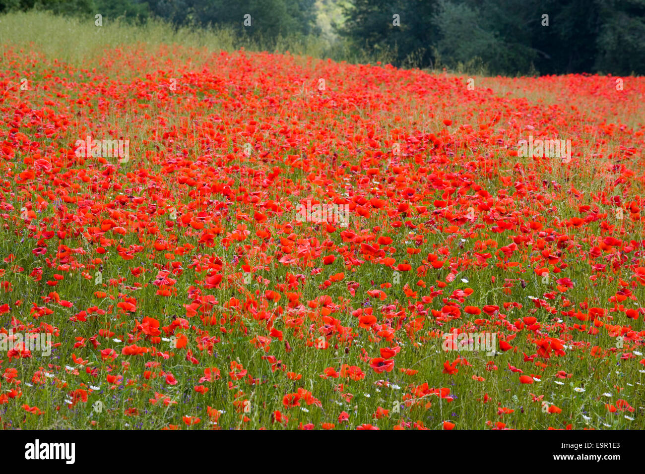 Orvieto, Umbria, Italy. Field of wild poppies (Papaver rhoeas) in full ...