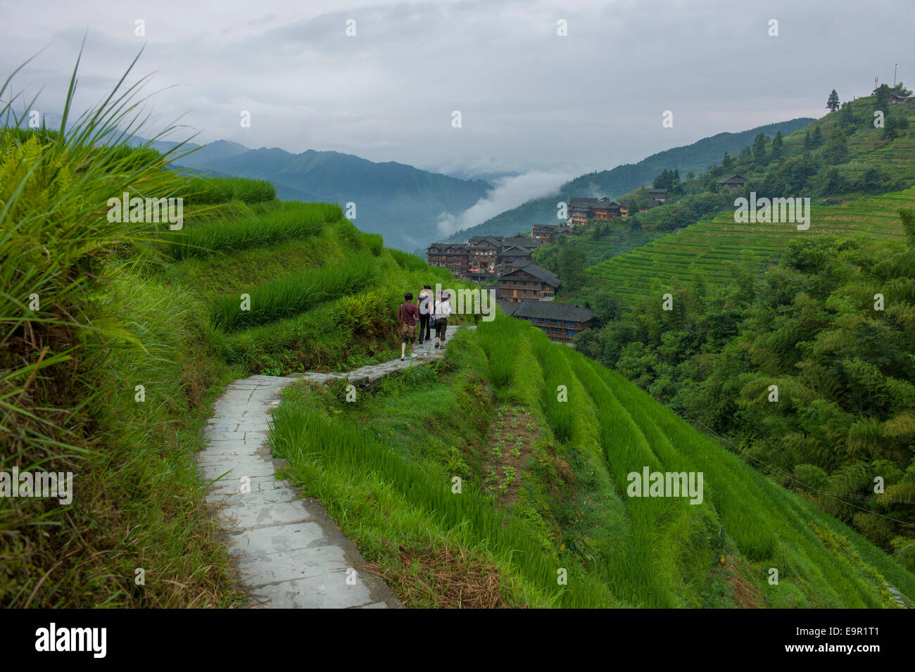 Longsheng Rice Terrace, Dragon's Backbone, Longji, China Stock Photo ...