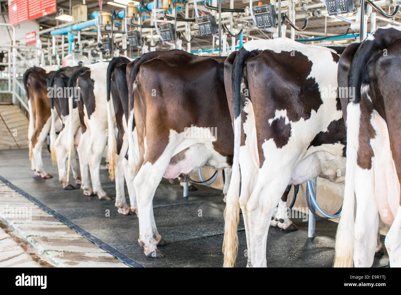 bottom dairy cow standing in farm cows background nature Stock Photo ...