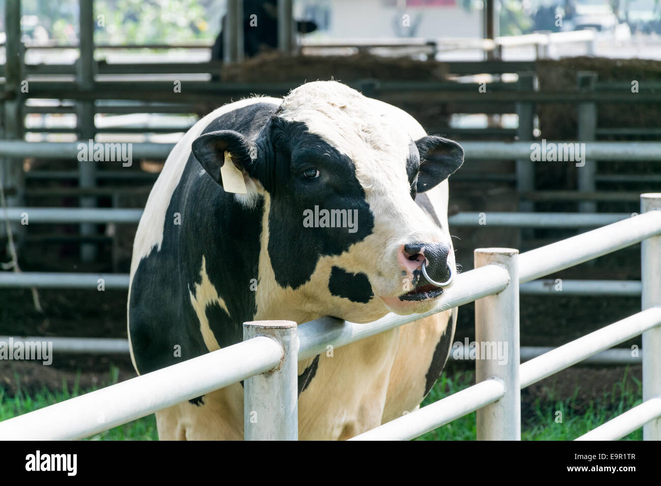 Background nature hi-res stock photography and images - Alamy